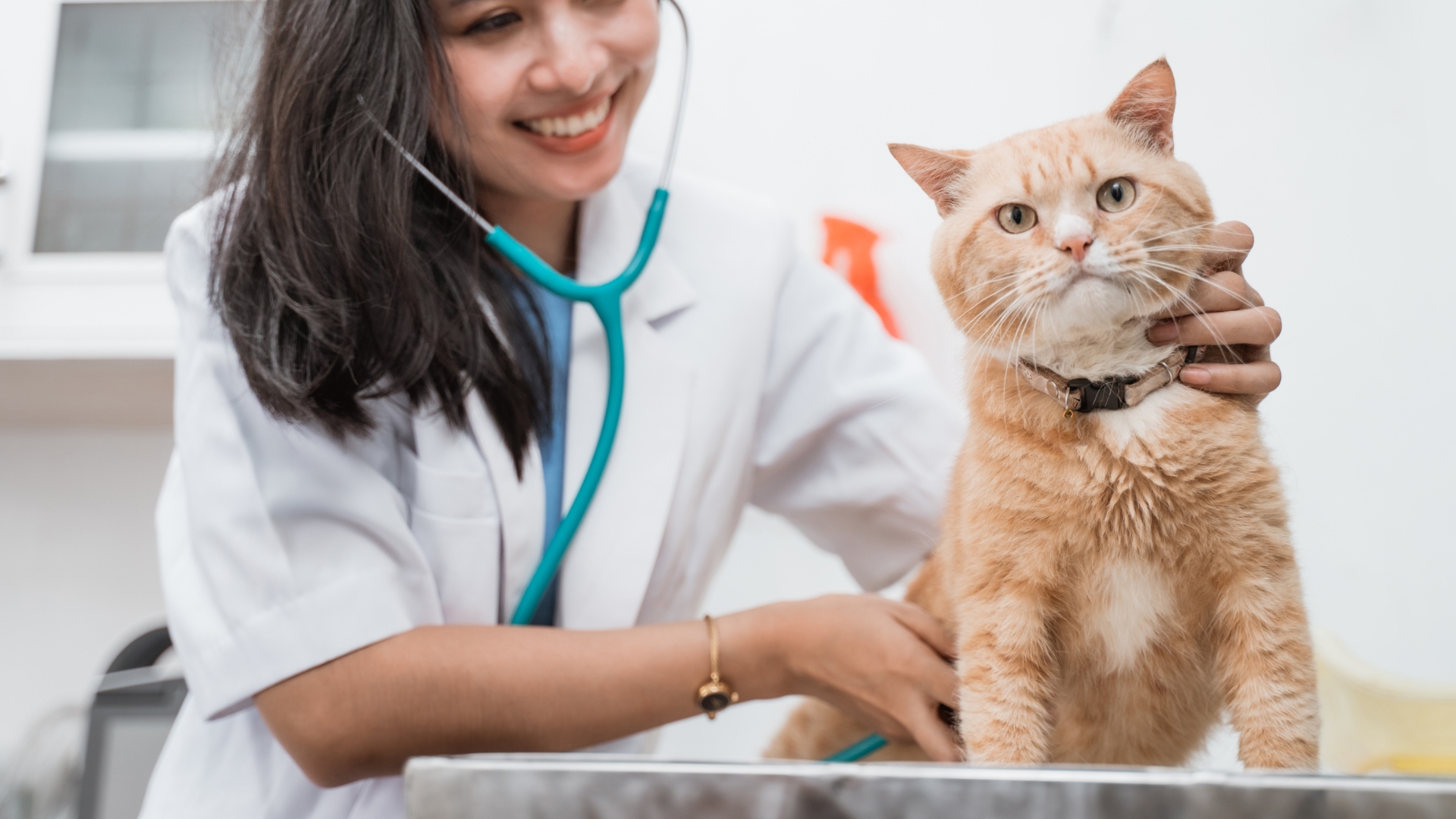 Surgery Consent Form | Newbridge Animal Hospital